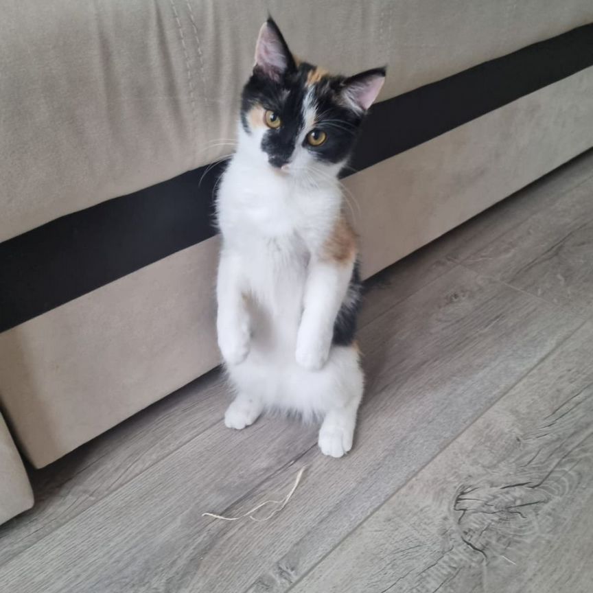 Где же Вы мои котородители