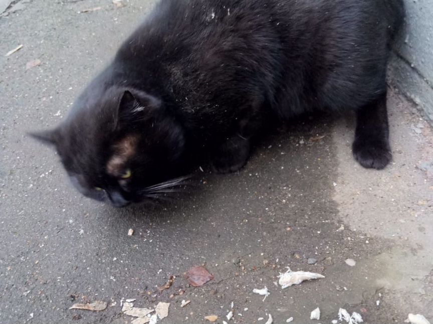 Домашний кот замерзает на улице