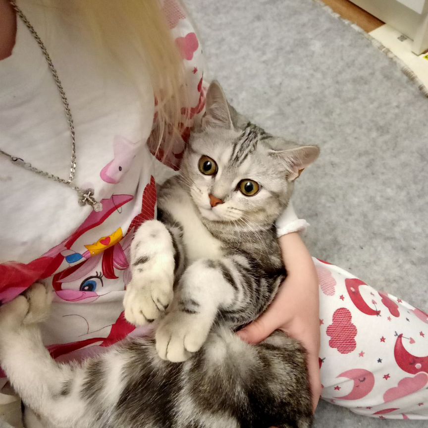 Котенок подросток
