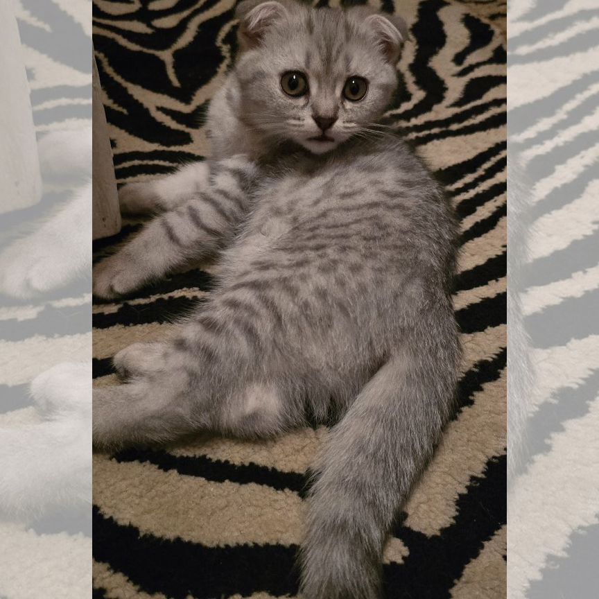 Британский короткошёрстный котёнок