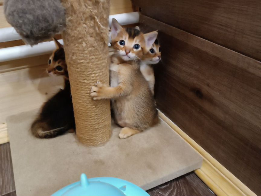 Абиссинские котята