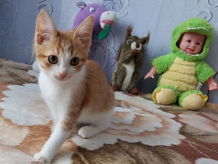 Котята в добрые руки бесплатно