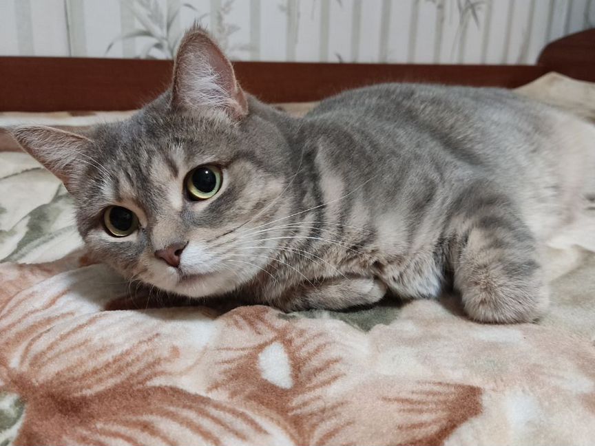 Ищем новых хозяев для кошки