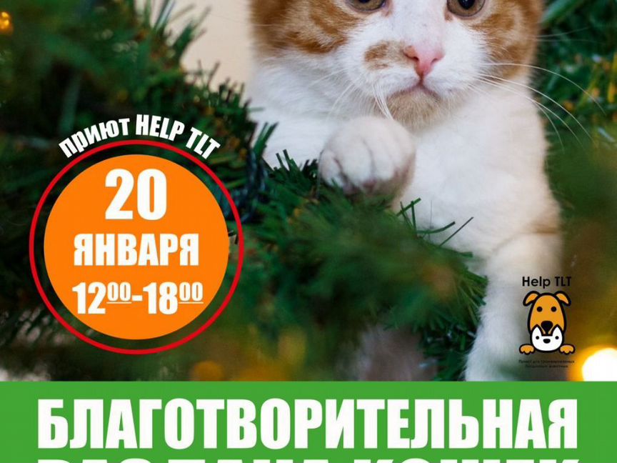 Кошки