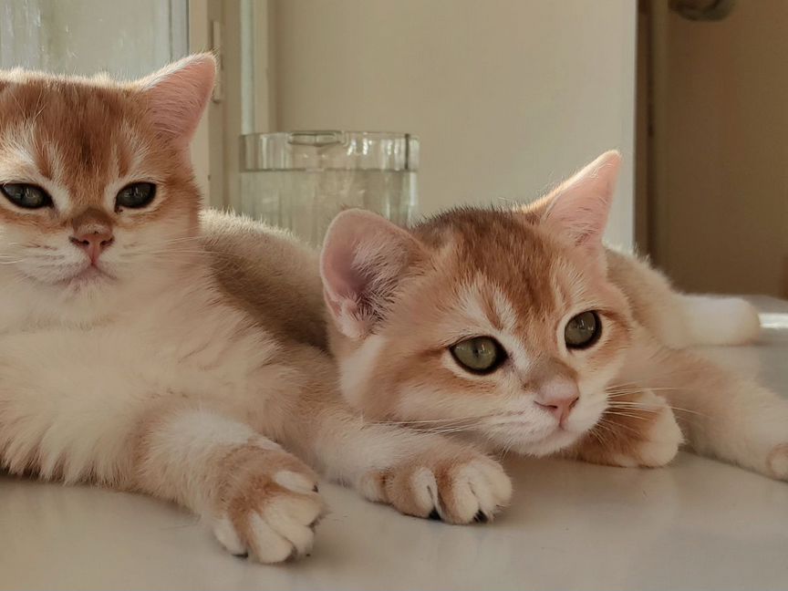 Британские котята золотая шиншилла