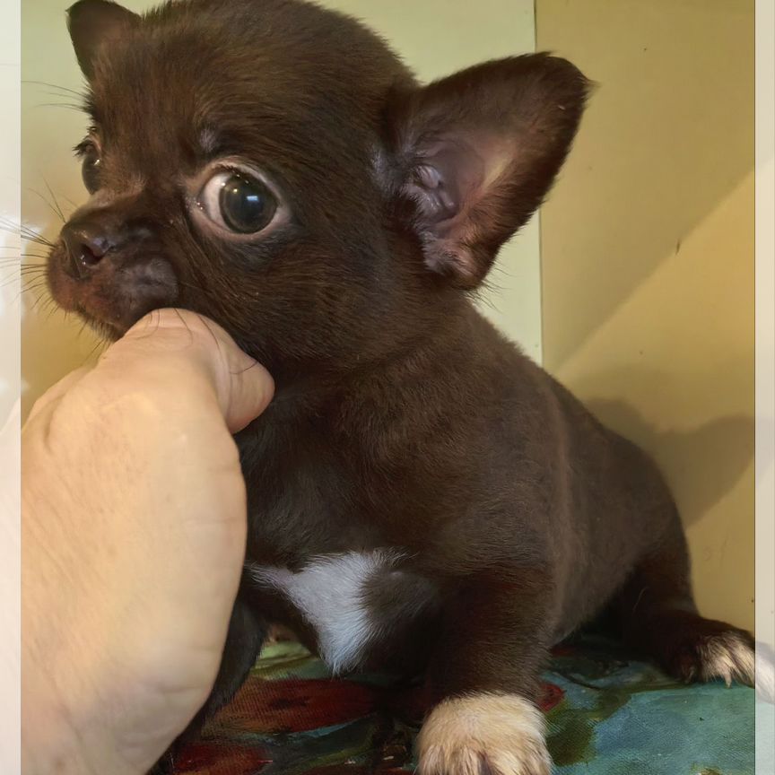 Чихуахуа, щенок