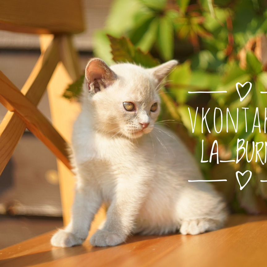 Бурманская котенок