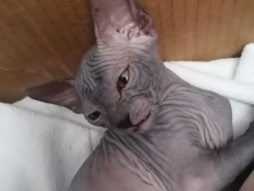 Донской сфинкс котёнок