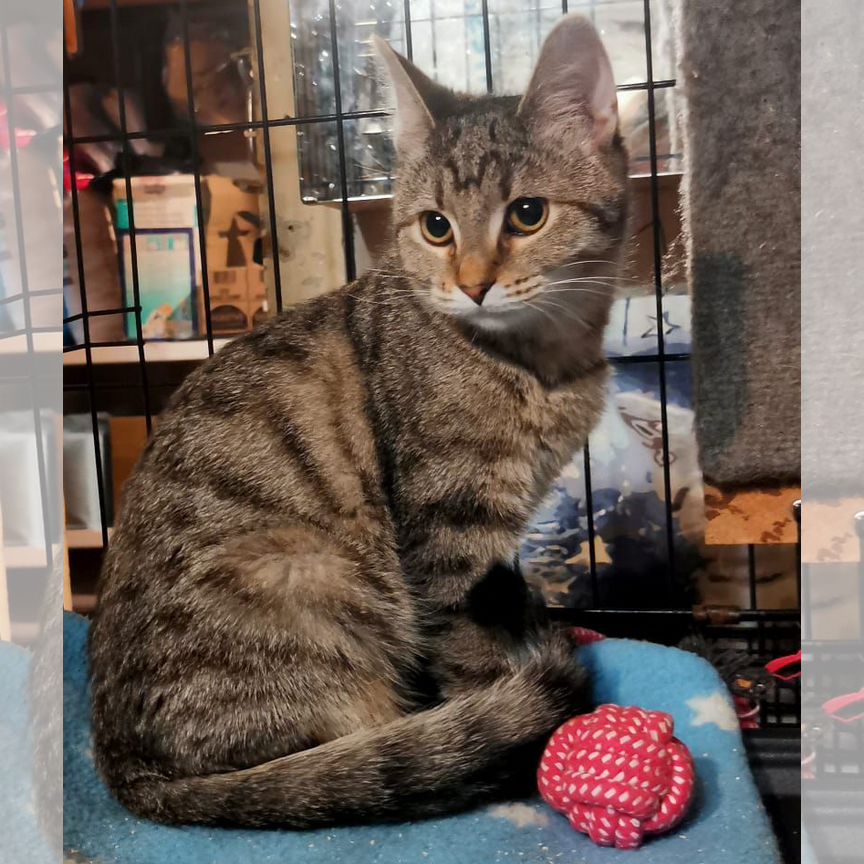 Взрослая кошка в добрые руки