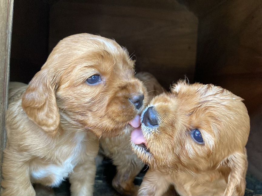 Кокер спаниель