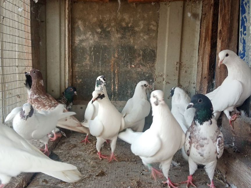 Бойные голуби