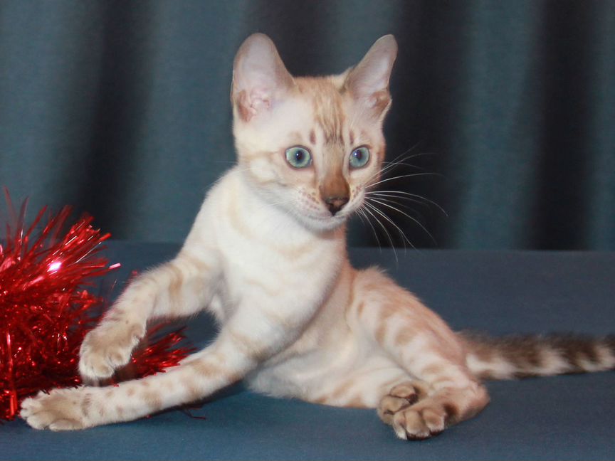 Бенгальские котята котёнок кошечка