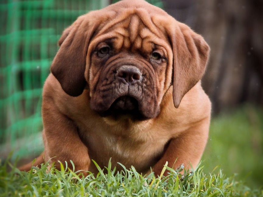 Шикарный мальчик бордоского дога