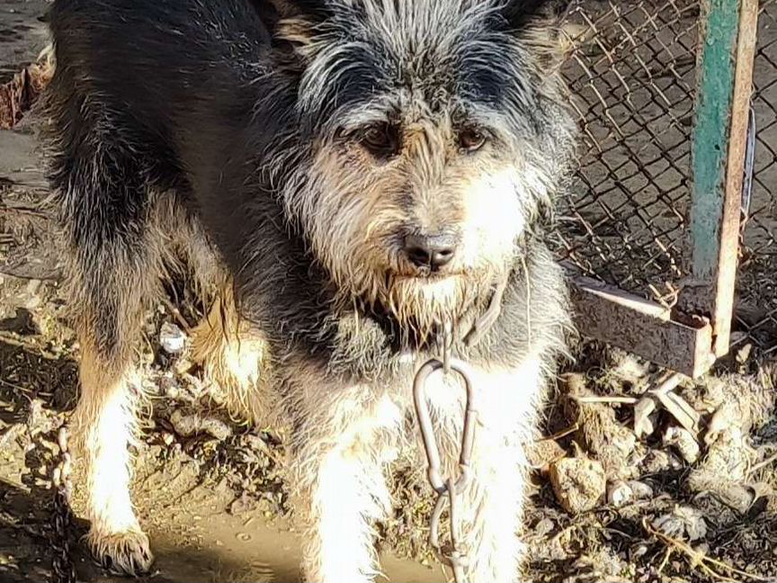 Собаки бесплатно в добрые руки