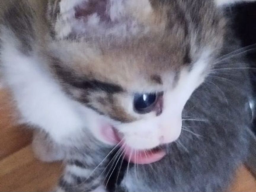 Котята 3 шт. Одам в добрые руки бесплатно