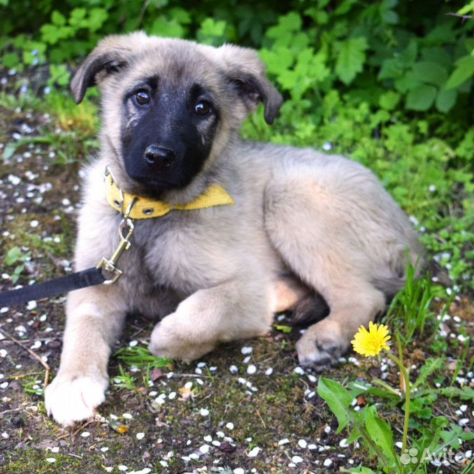 Щенок девочка Сима 3,5 мес