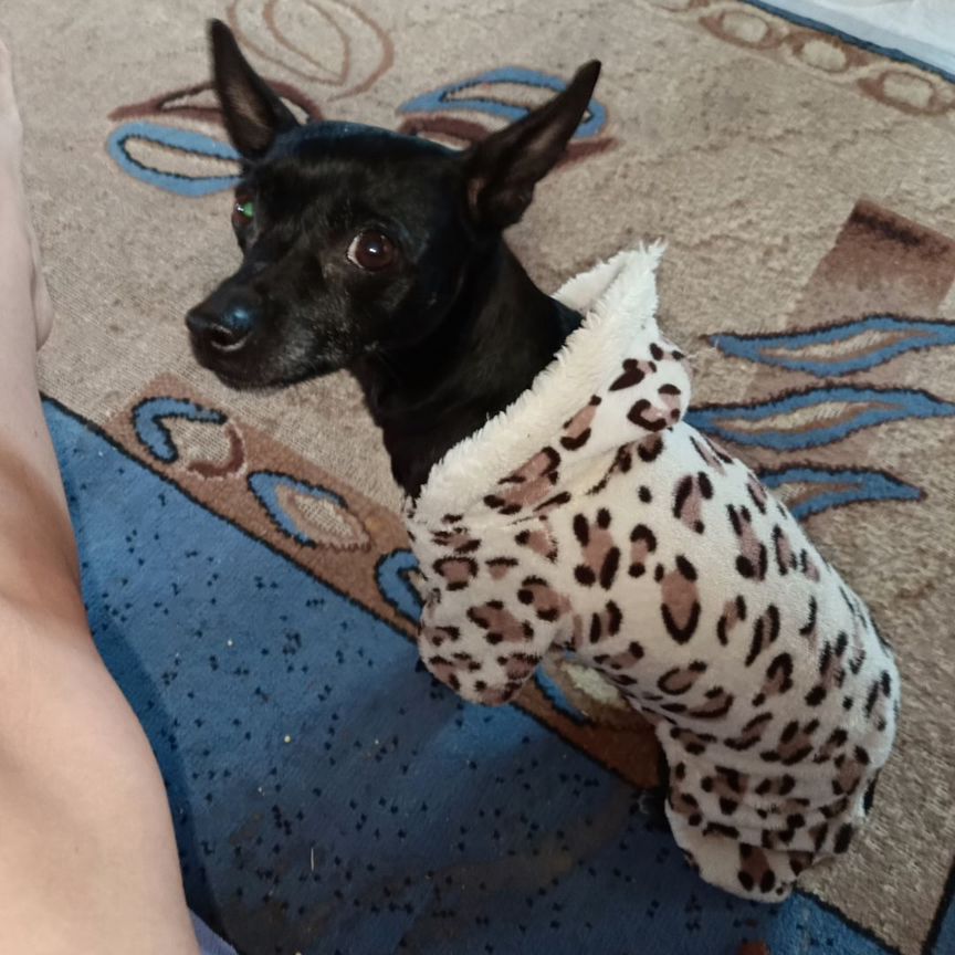 Карликовый пинчер в добрые руки