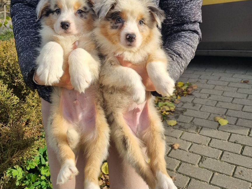 Собаки щенки аусси