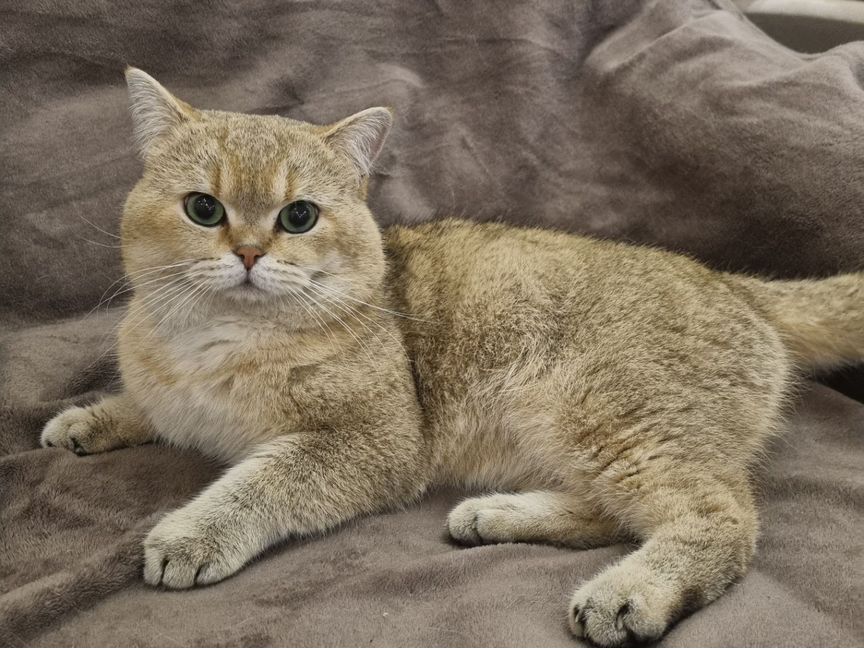 Кот золотая шиншилла вязка