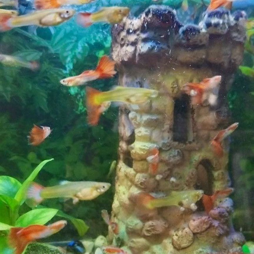 Рыбки Гупяшки