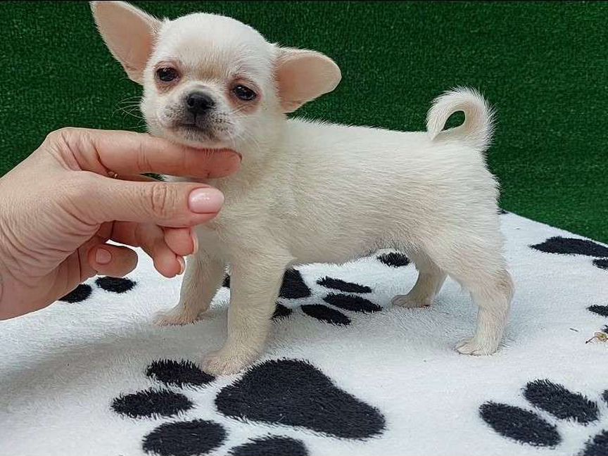 Детки стандарт и mini чихуа беби фейс