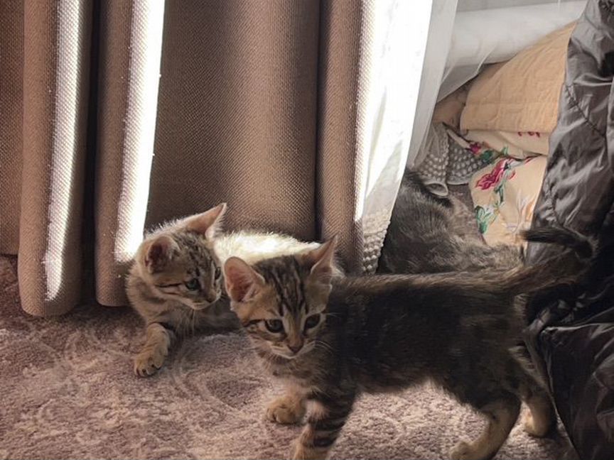 Котятя бенгалы