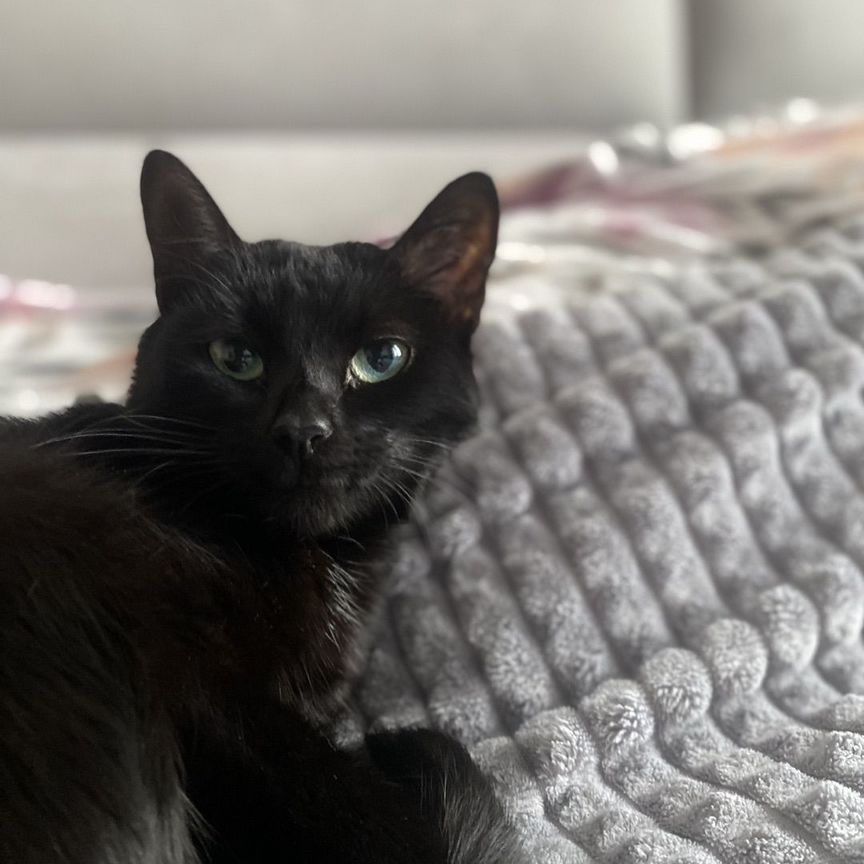 Вязка кошки