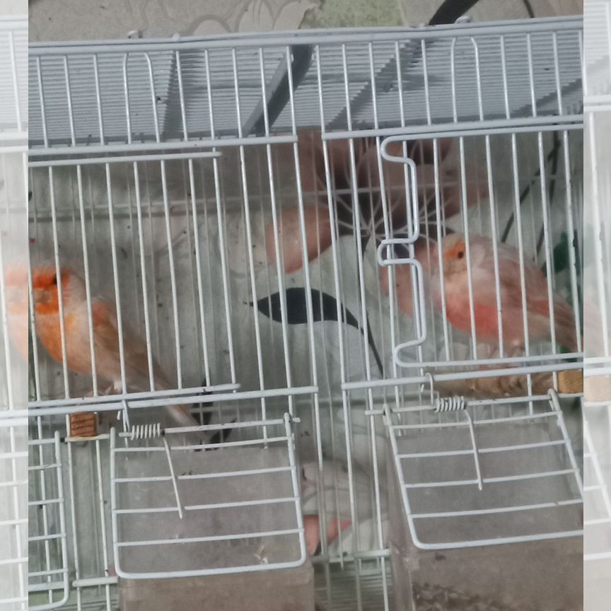 Канарейки разного окраса и возраста