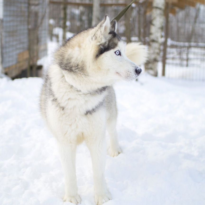 Собака в добрые руки (Туман)