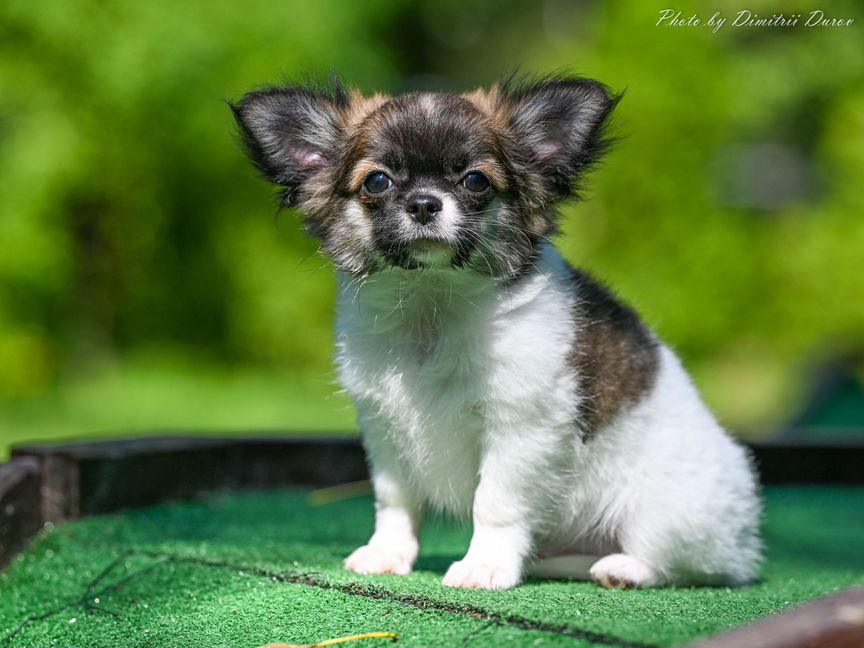 Щенки чихуахуа