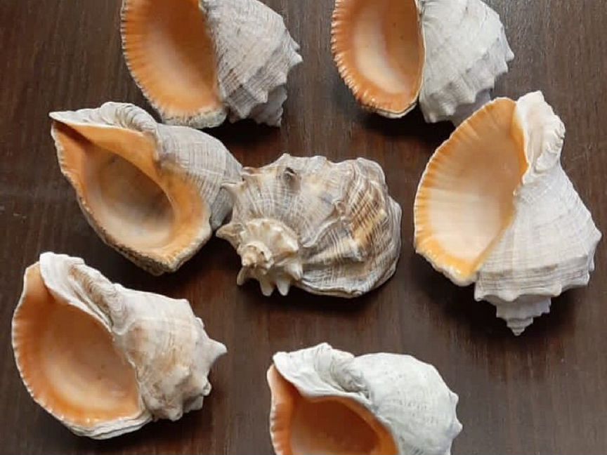 Ракушка рапан