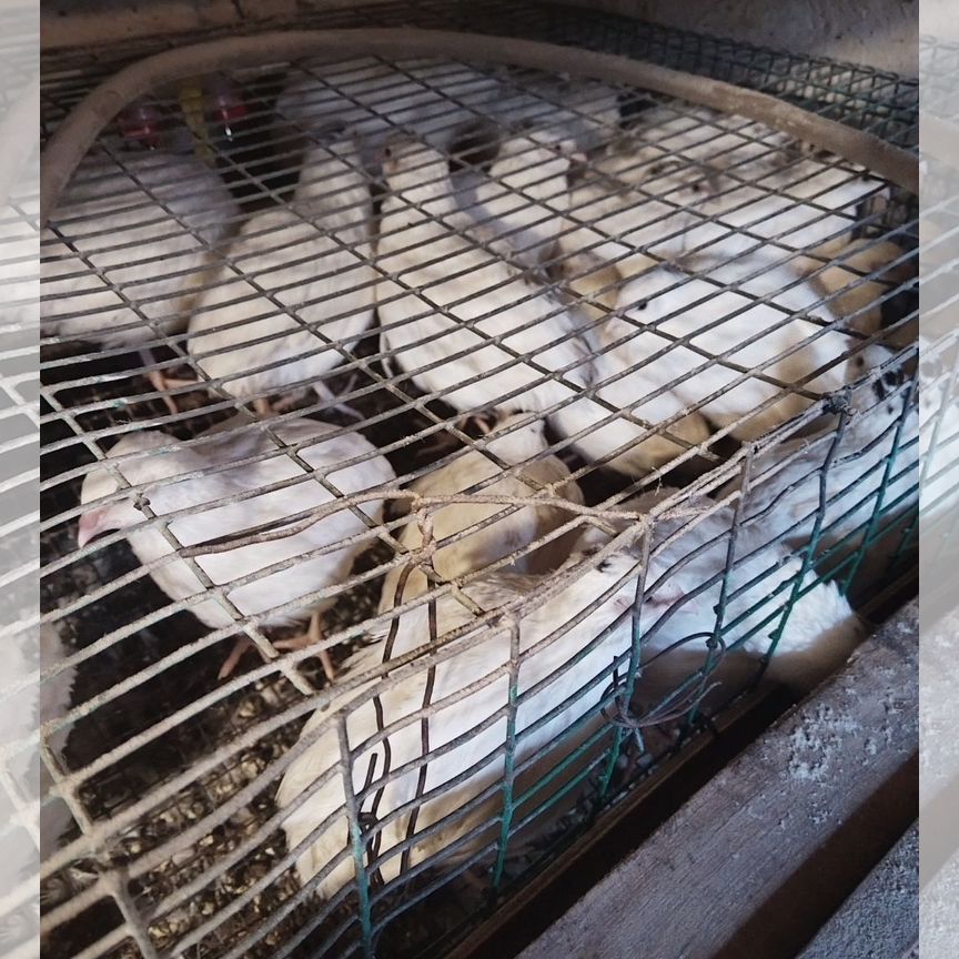 Яйца перепелиные инкубационное