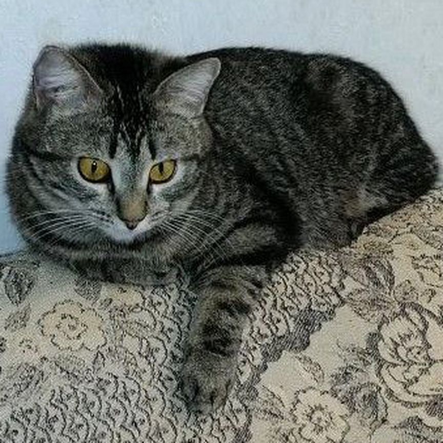 Взрослая, кошка в добрые руки