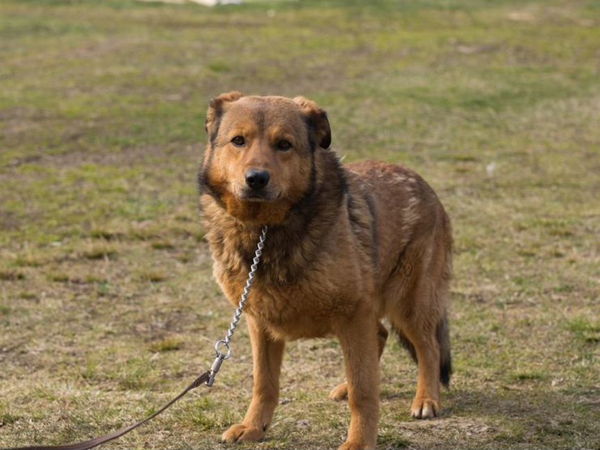 Отдам в добрые руки