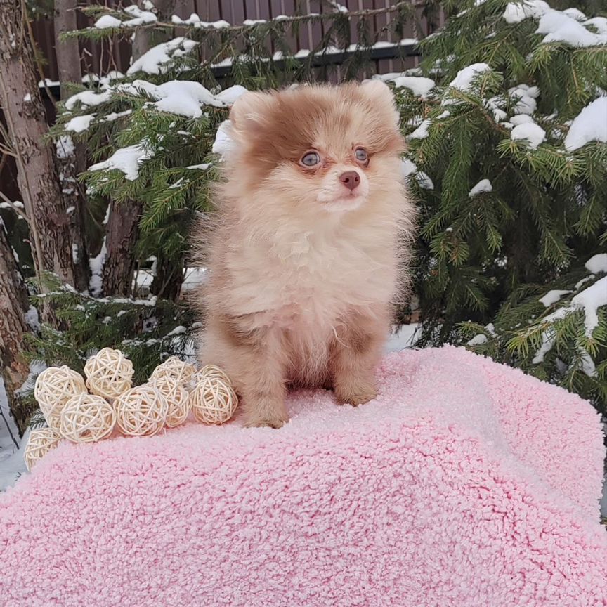 Померанский шпиц