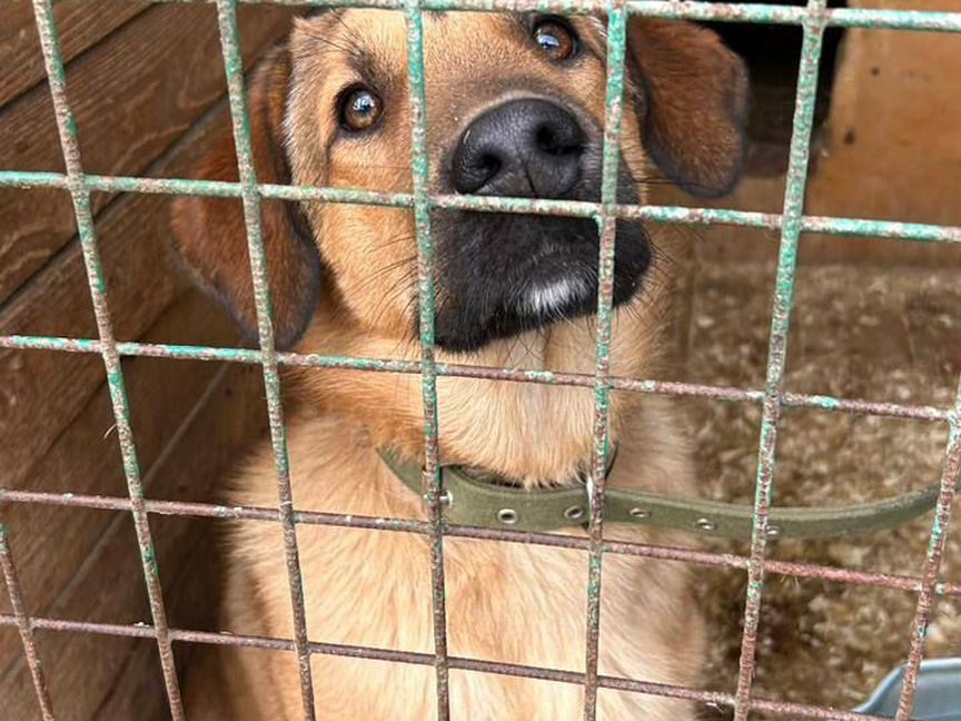 Собака из приюта ищет дом