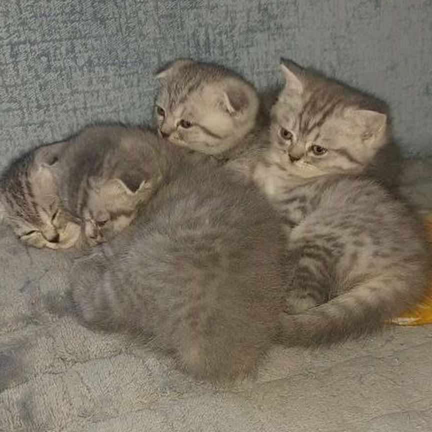 Шотландский вислоухий короткошёрстный котёнок
