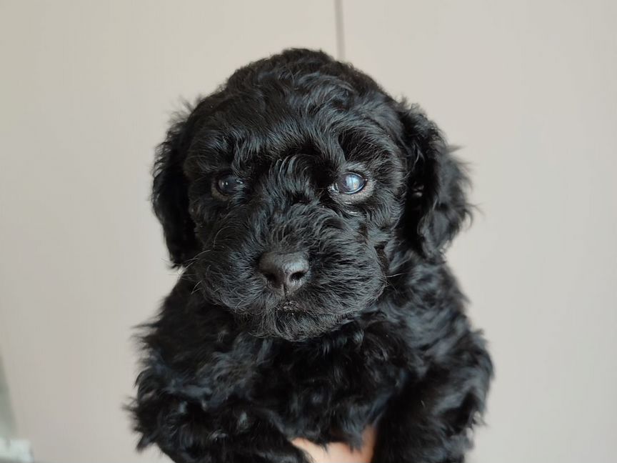 Той-пудель девочка