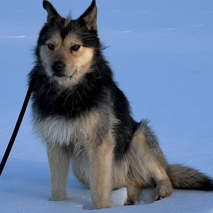 Собака ищет дом