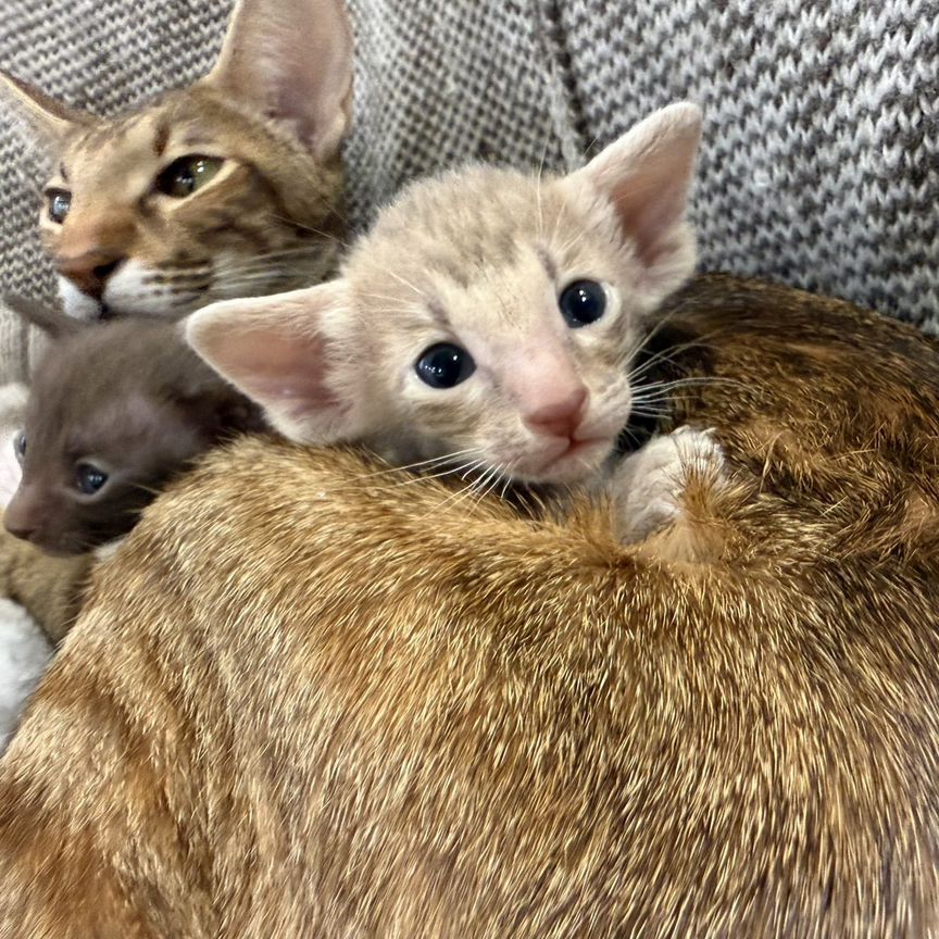 Ориентальный котёнок