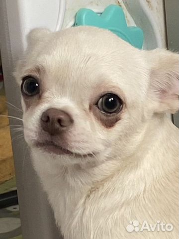 Чихуахуа Снежка и Багира