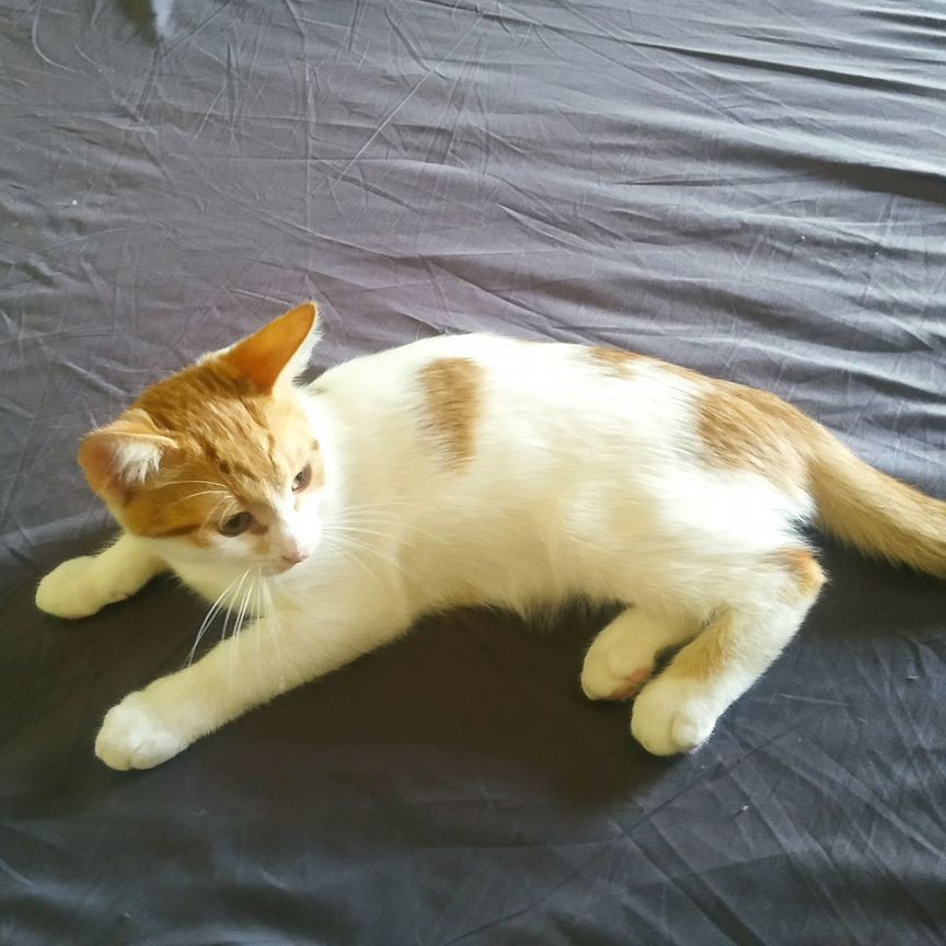 Отдам в добрые руки прекрасных котят