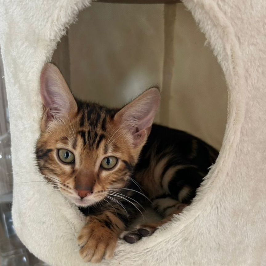 Бенгальские котята