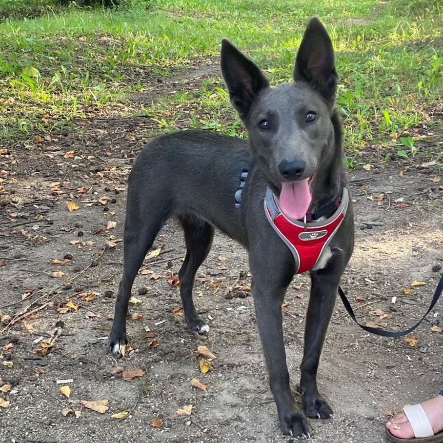 Фея ищет дом