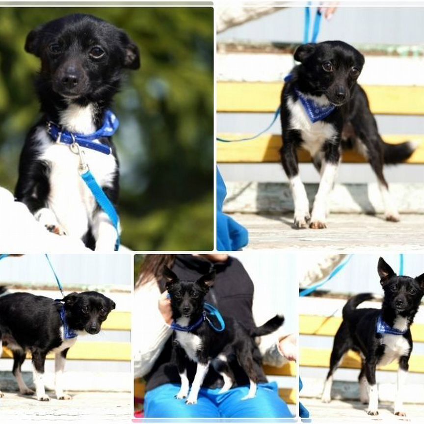 Русский той-терьер, взрослый пёс