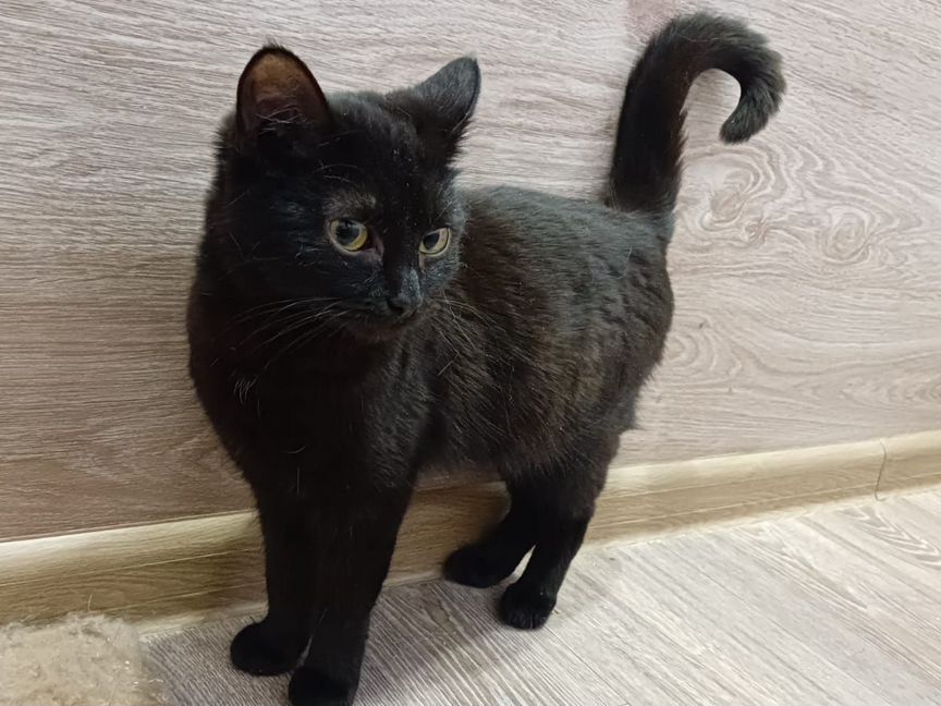 Кошка 5 месяцев в добрые руки