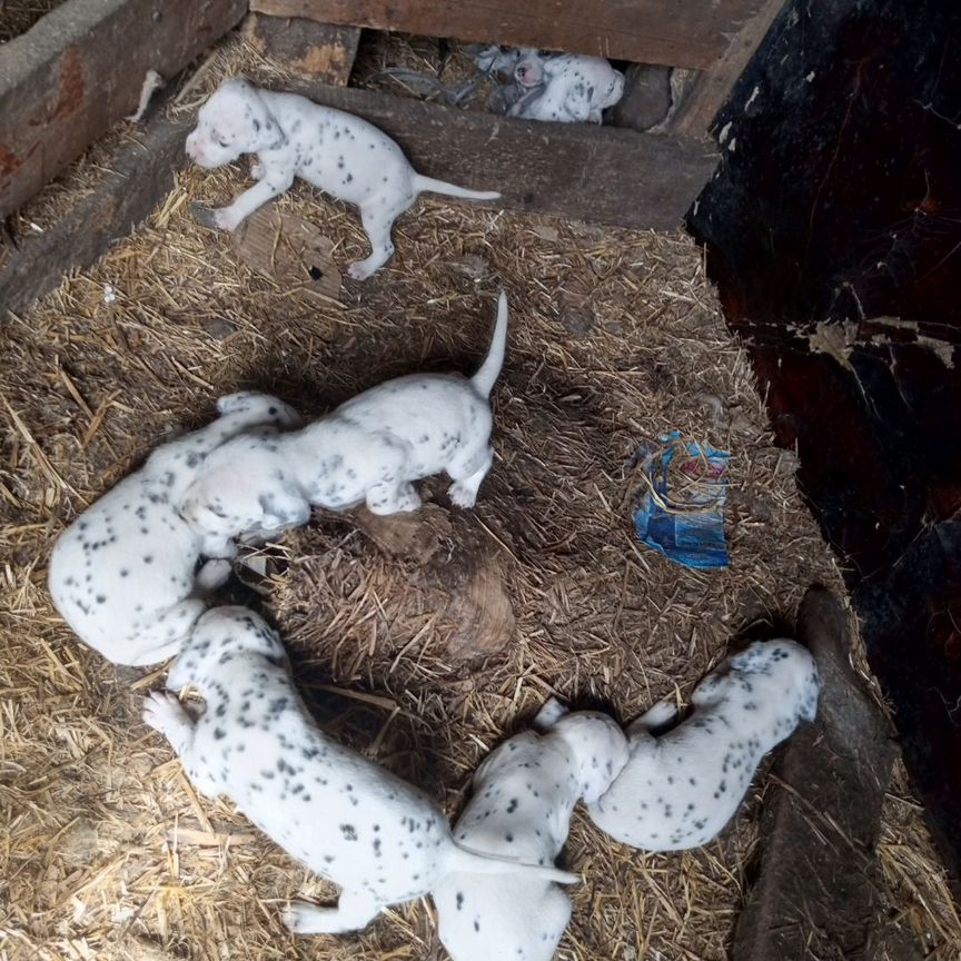 Собака долматинец щенок