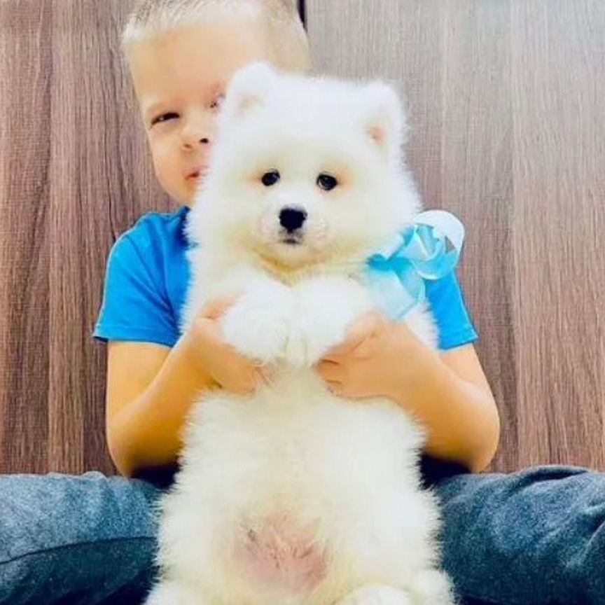 Чистопородные малыши самоедики с документами