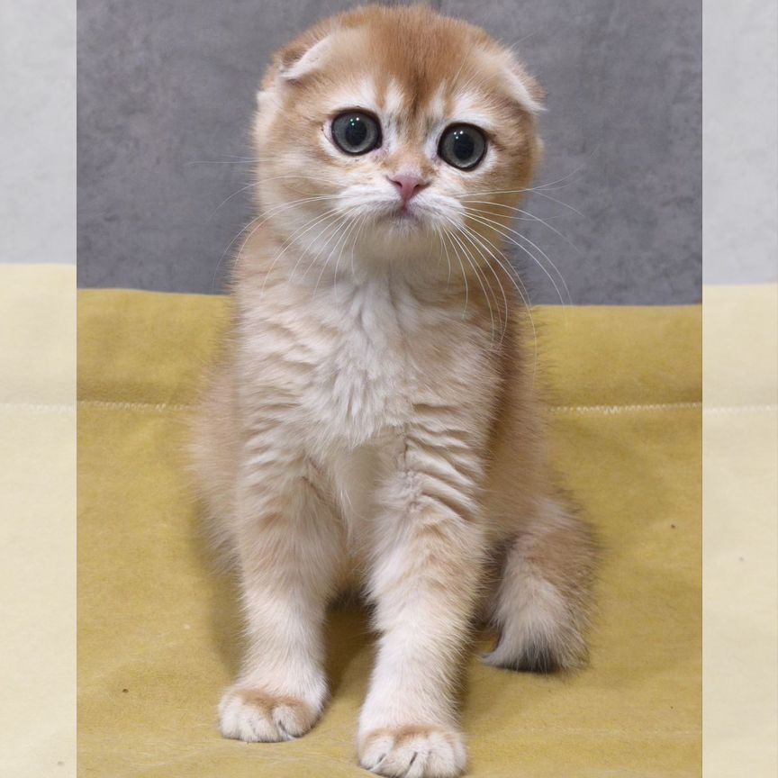 Шотландский вислоухий короткошёрстный котёнок