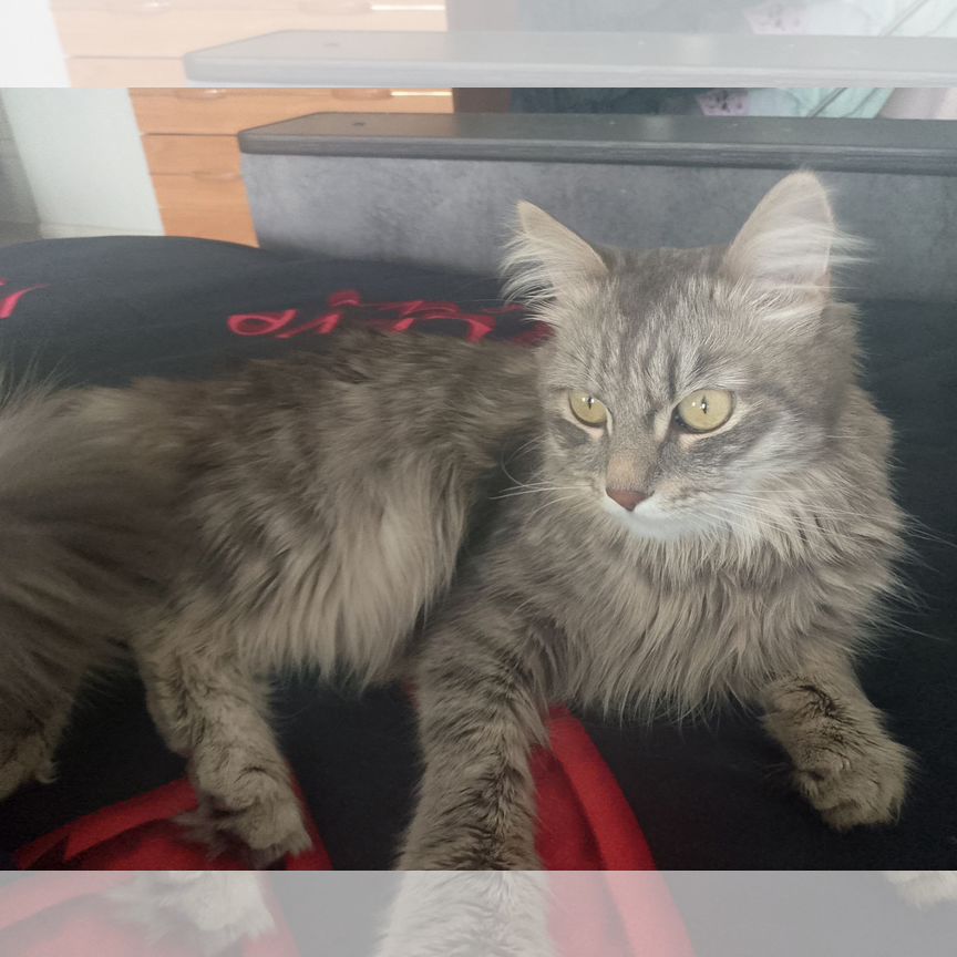 Шотландский прямоухий длинношёрстный, взрослый кот